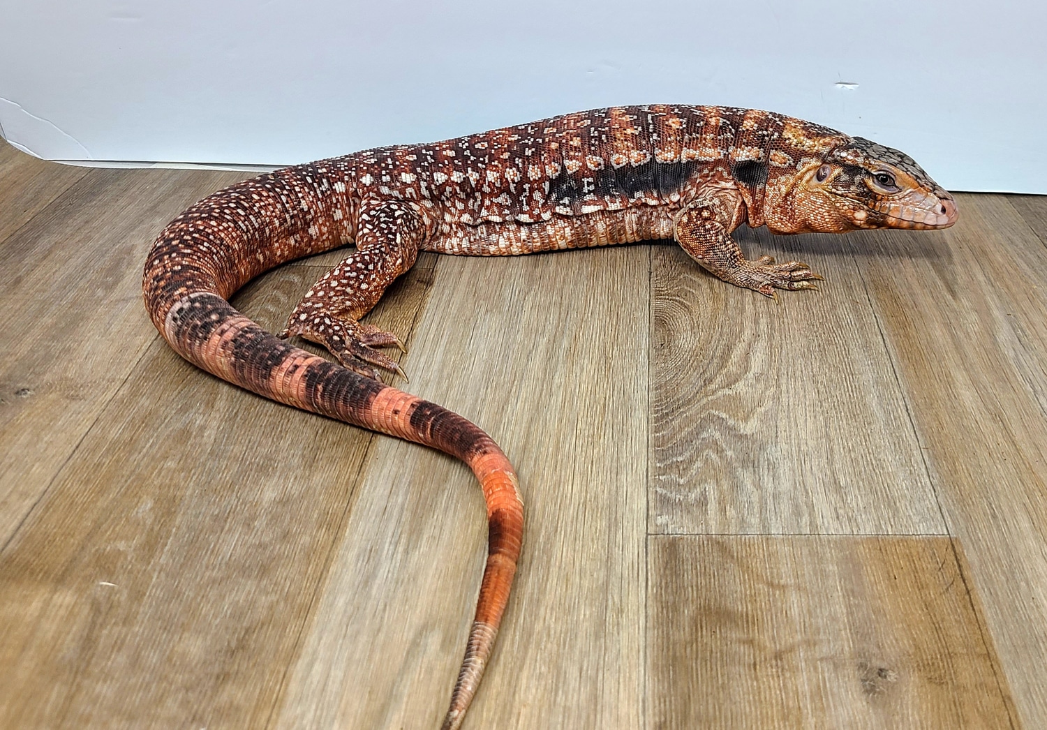 Red Tegu Salvator Tegu by Good Guy Reptile Family - MorphMarket