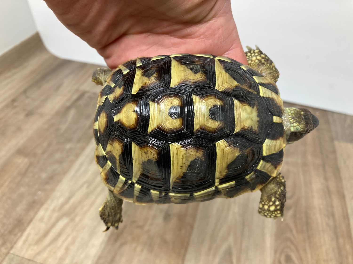 Eastern Herman’s Tortoise 4.5” Female Hermann's Tortoise by Good Guy ...