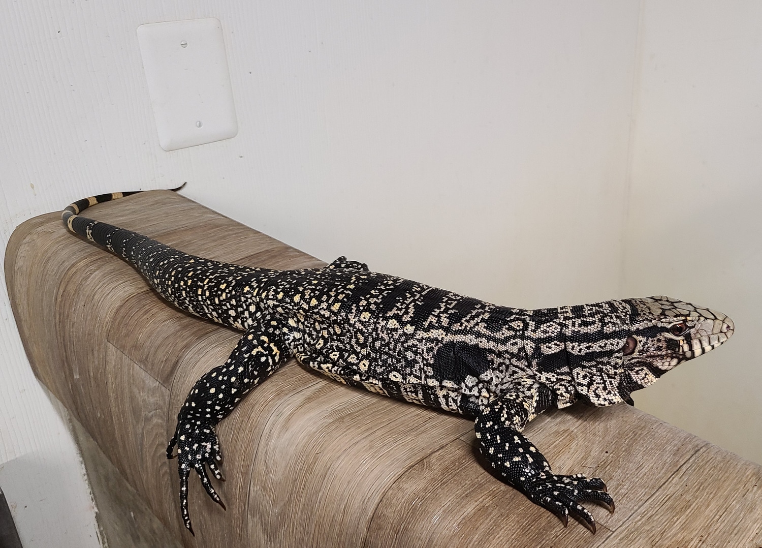 High White Argentine Black & White Tegu Salvator Tegu by Good Guy ...