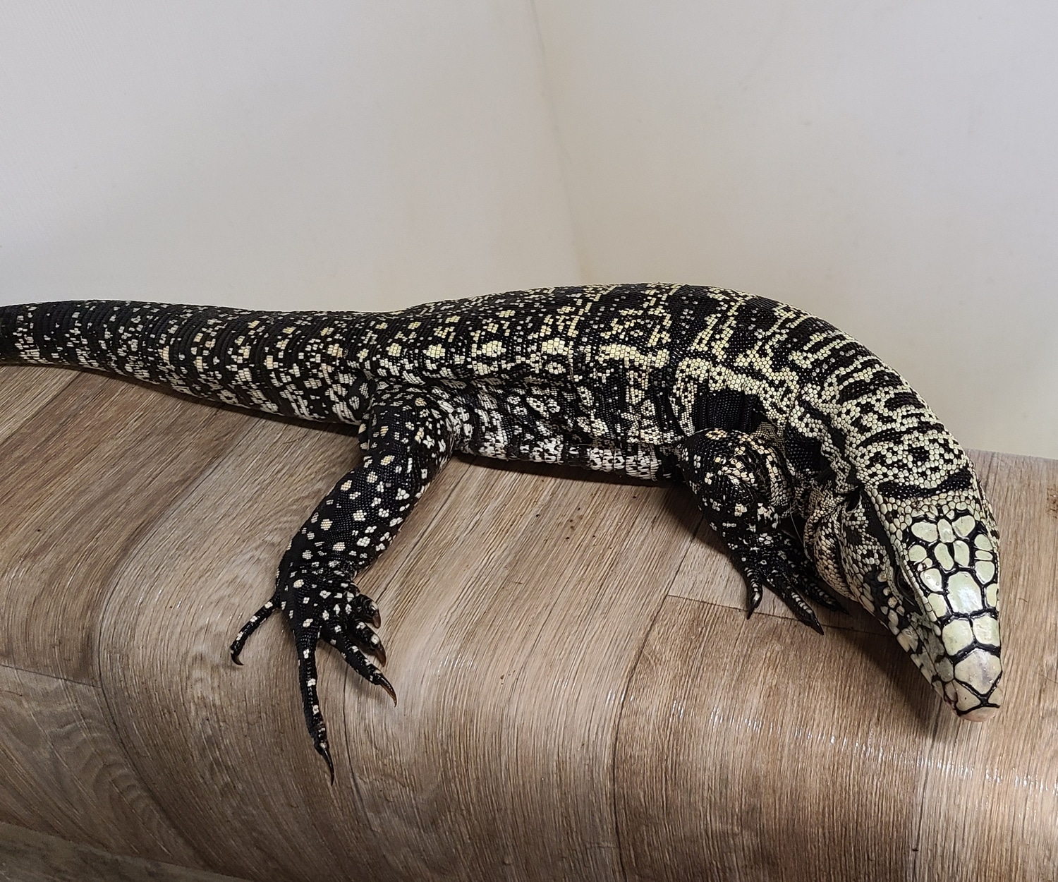 High White Argentine Black And White Tegu Salvator Tegu by Good Guy ...