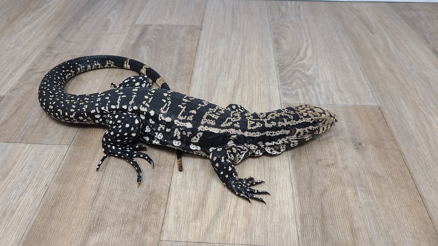 Black And White Tegu Argentine Tegu by Good Guy Reptile Family ...