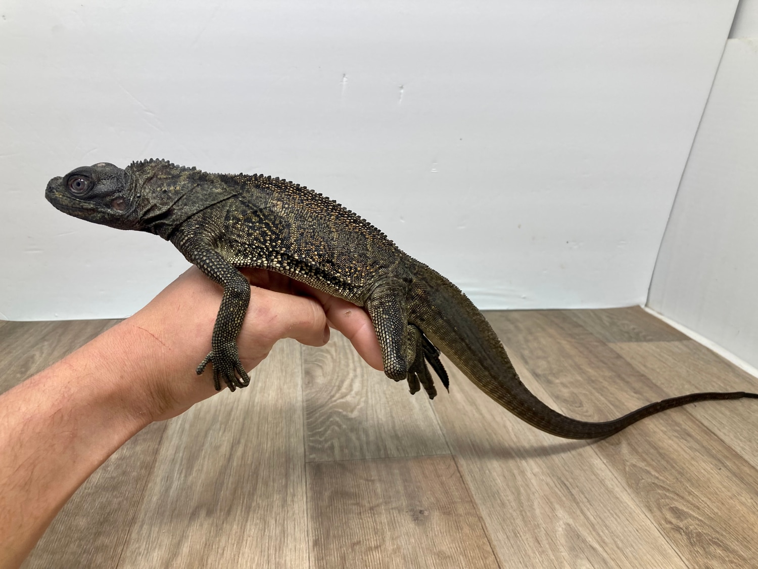 Black Sailfin Dragon (Hydrosaurus Celebensis) Other Lizard by Good Guy ...