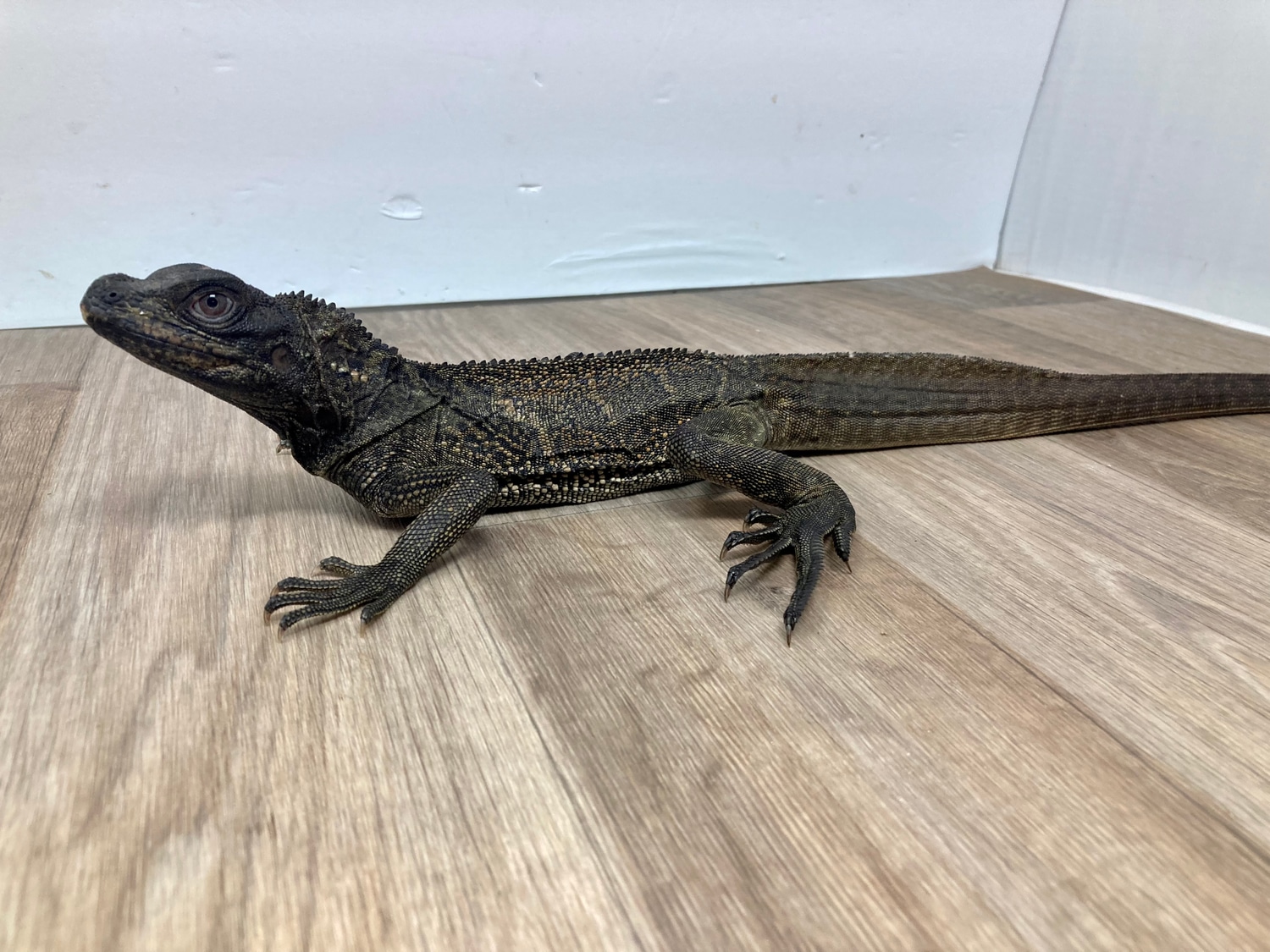 Black Sailfin Dragon (Hydrosaurus Celebensis) Other Lizard by Good Guy ...