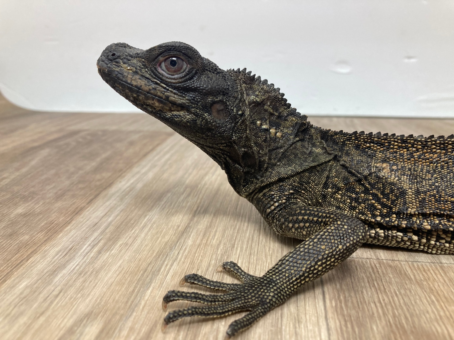 Black Sailfin Dragon (Hydrosaurus Celebensis) Other Lizard by Good Guy ...