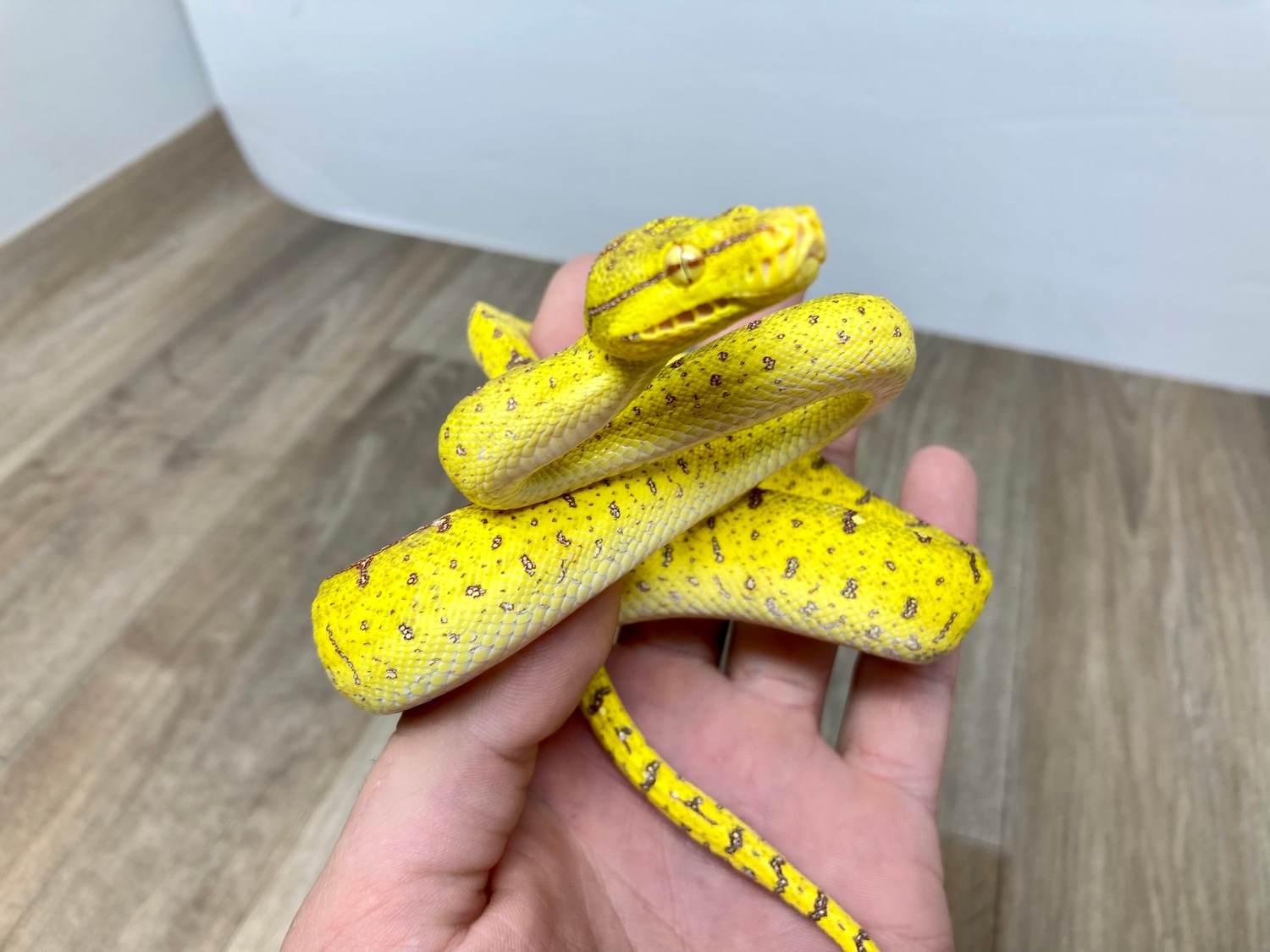 Sorong Yearling Female Green Tree Python by Good Guy Reptile Family ...