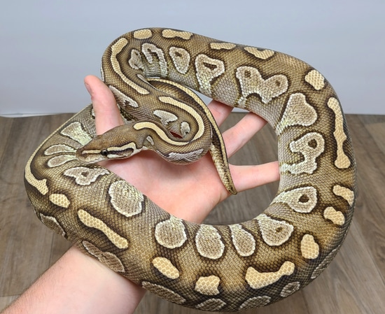 Butter Ball Python by Good Guy Reptile Family