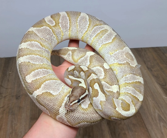 Super Mckenzie Enchi Mojave Ball Python by Good Guy Reptile Family