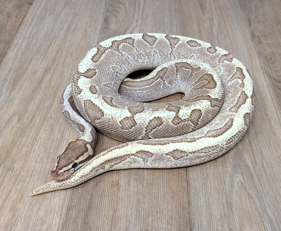 Super Mckenzie Mojave Pinstripe Ball Python by Good Guy Reptile Family