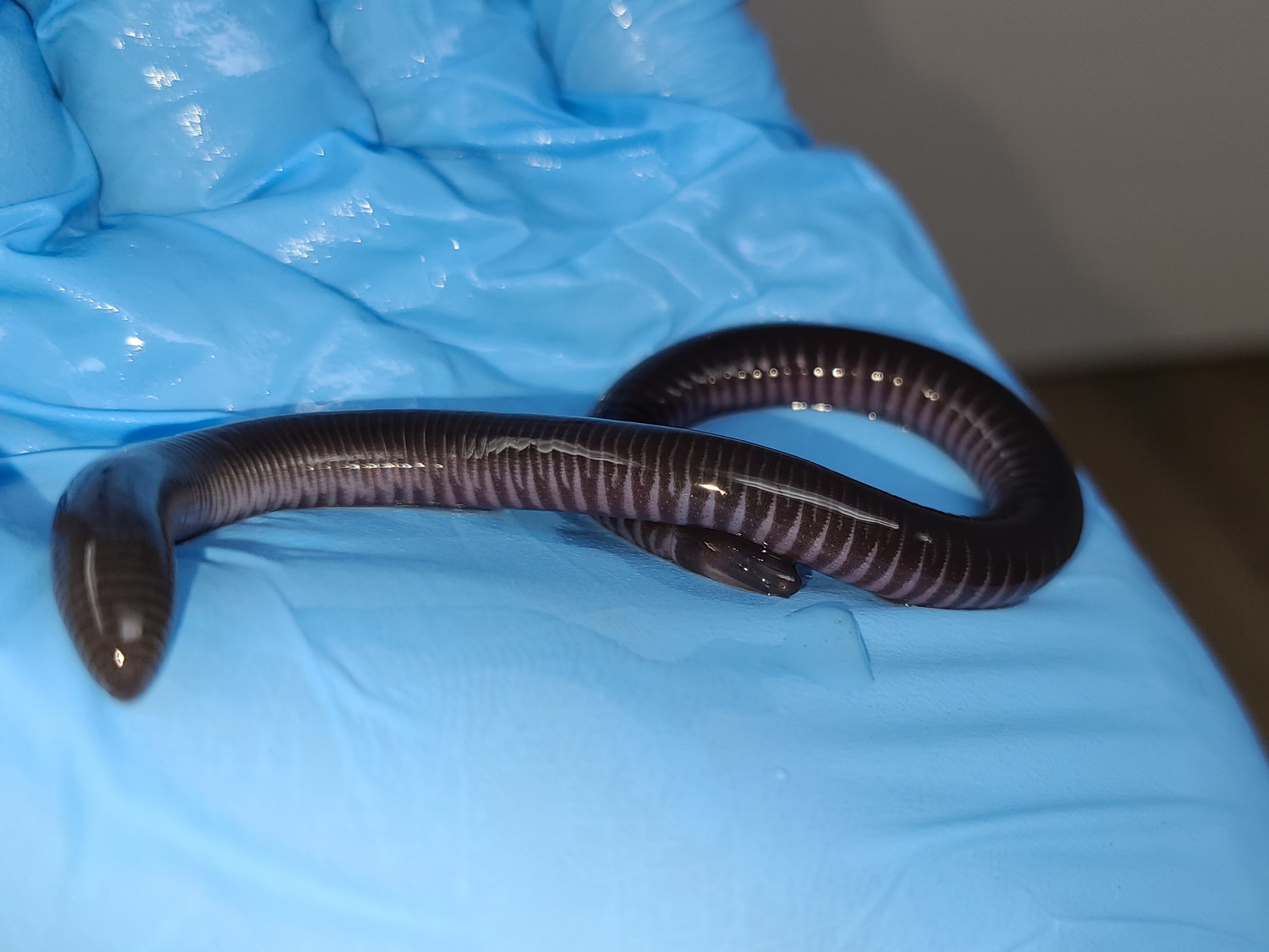 Gaboon Caecilians (Geotrypetes Seraphini) Group Deals Other Amphibian ...