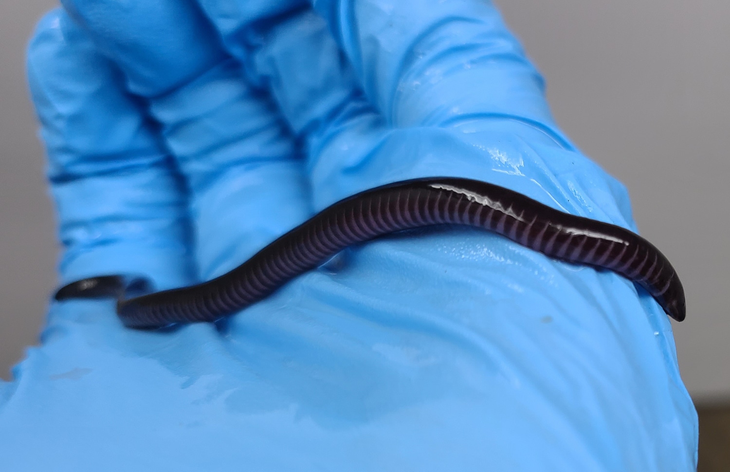 Gaboon Caecilians (Geotrypetes Seraphini) Group Deals Other Amphibian ...