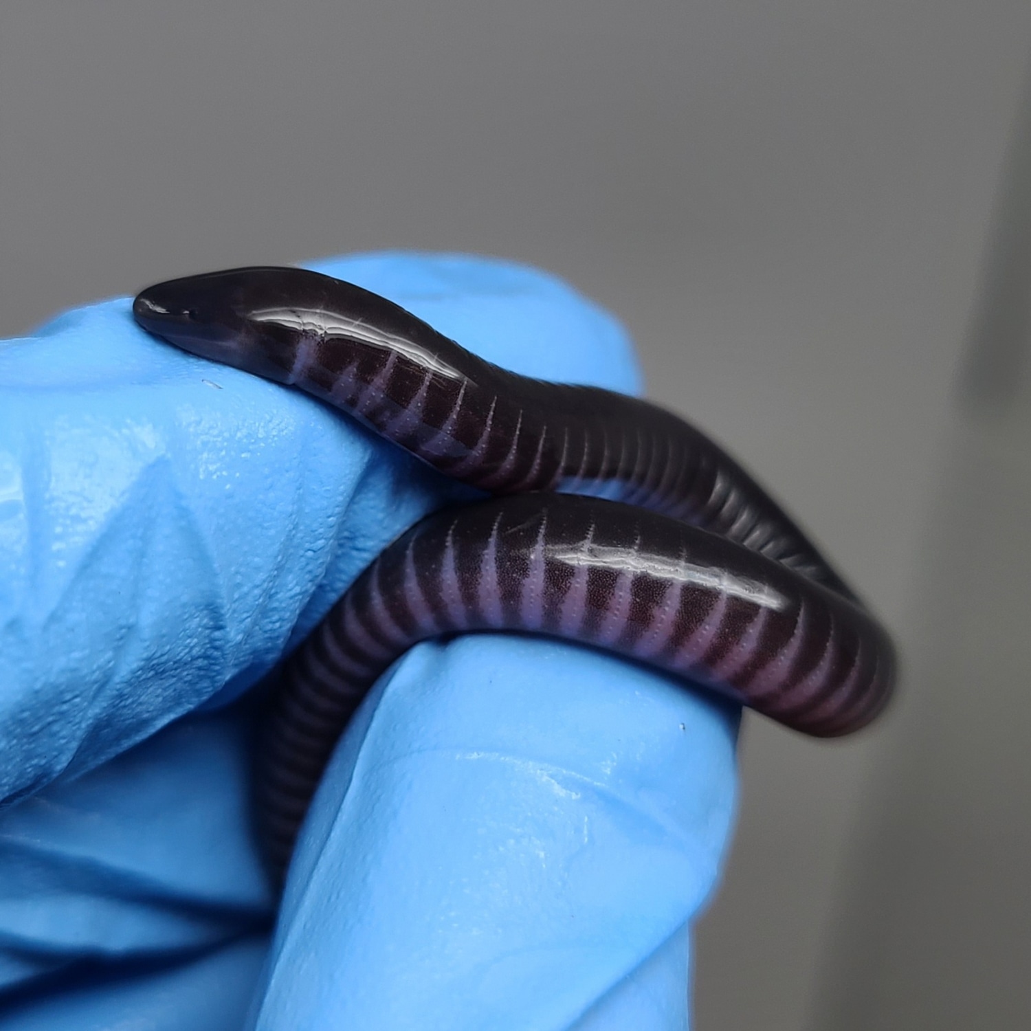 Gaboon Caecilians (Geotrypetes Seraphini) Group Deals More Amphibian by ...