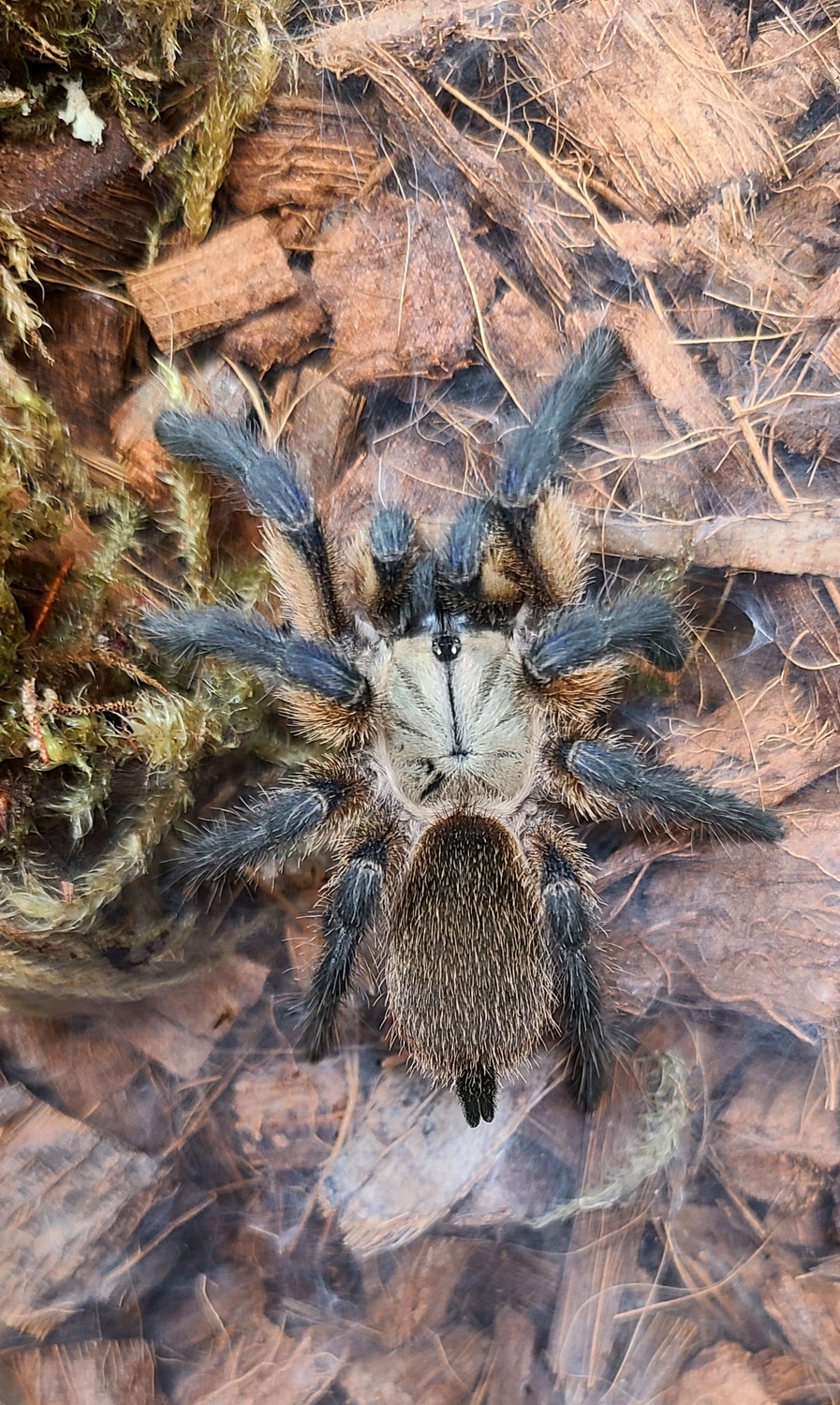 Socotra Island Blue Baboon ( Monocentropus Balfouri) 2.5" Tarantula by ...