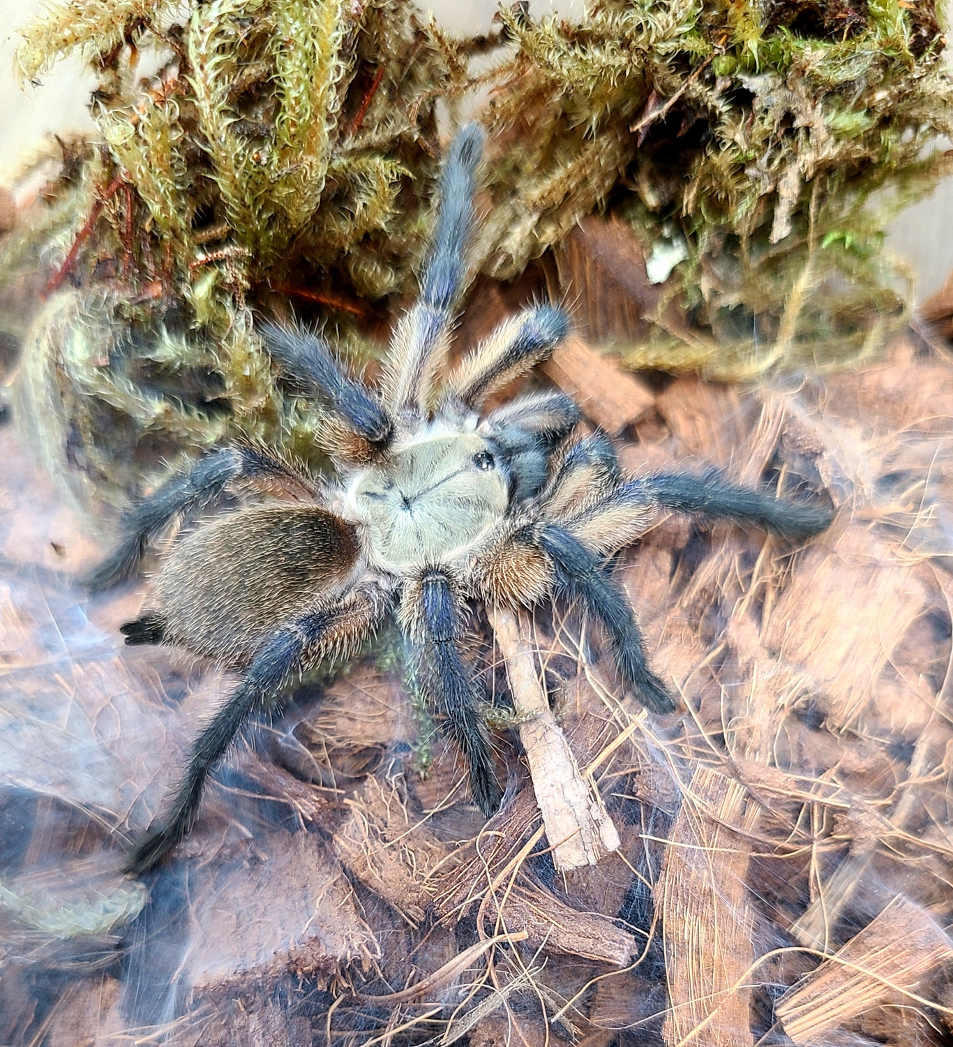 Socotra Island Blue Baboon ( Monocentropus Balfouri) 2.5" Tarantula by ...