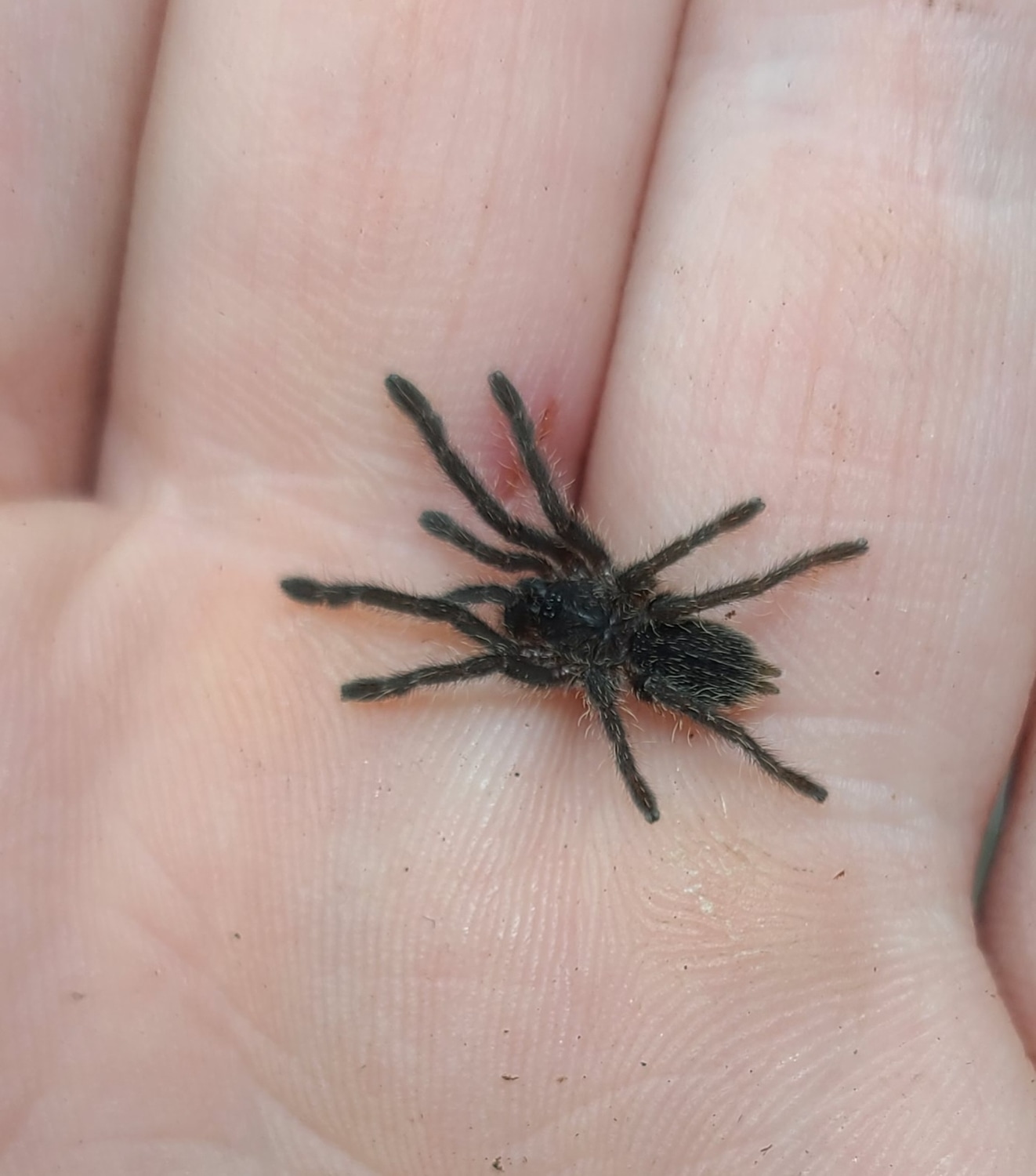 Cobalt Blue (Cyriopagopus Lividus) Tarantula by Good Guy Reptile Family ...
