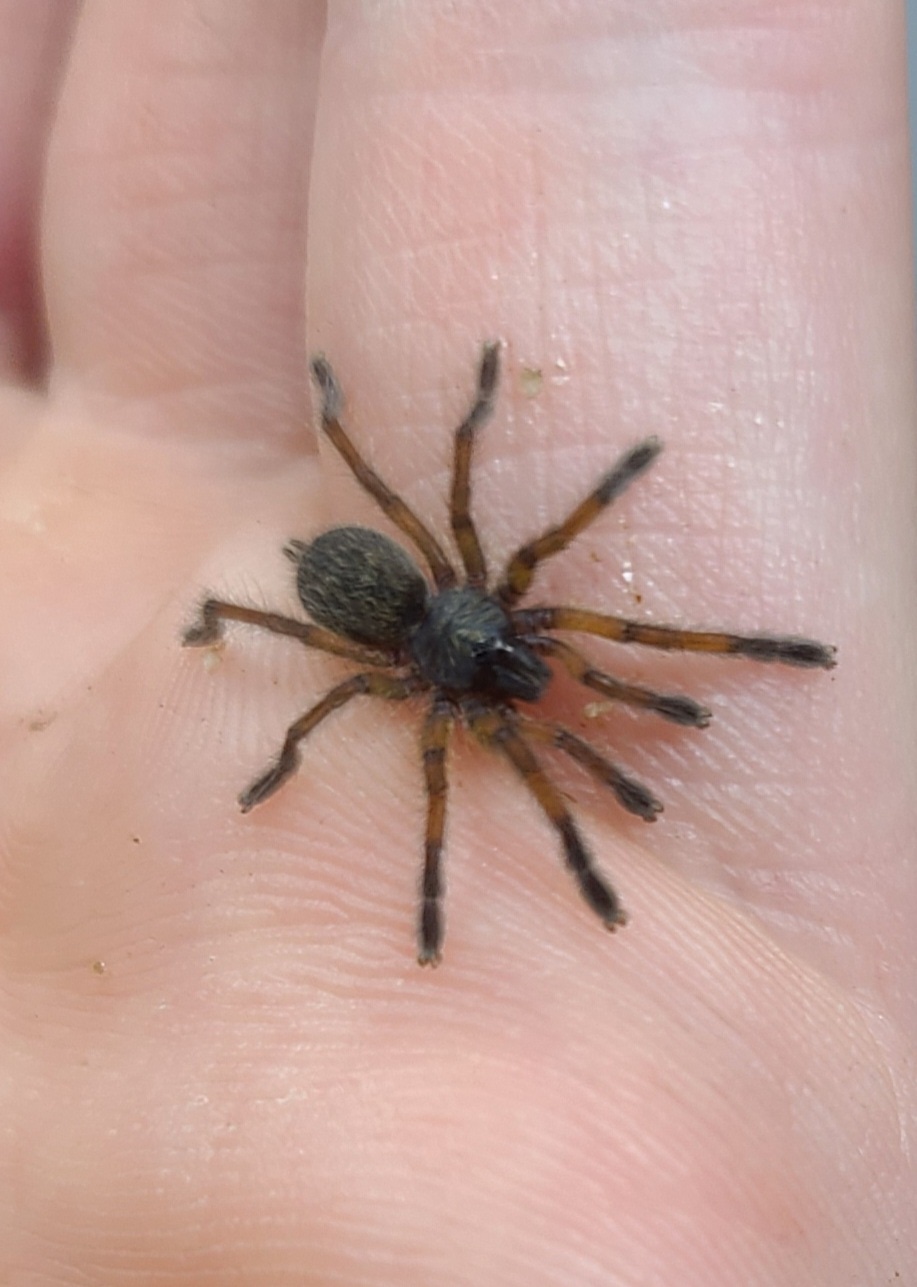 Golden Blue Leg Baboon (Harpactira Pulchripes) Tarantula by Good Guy ...