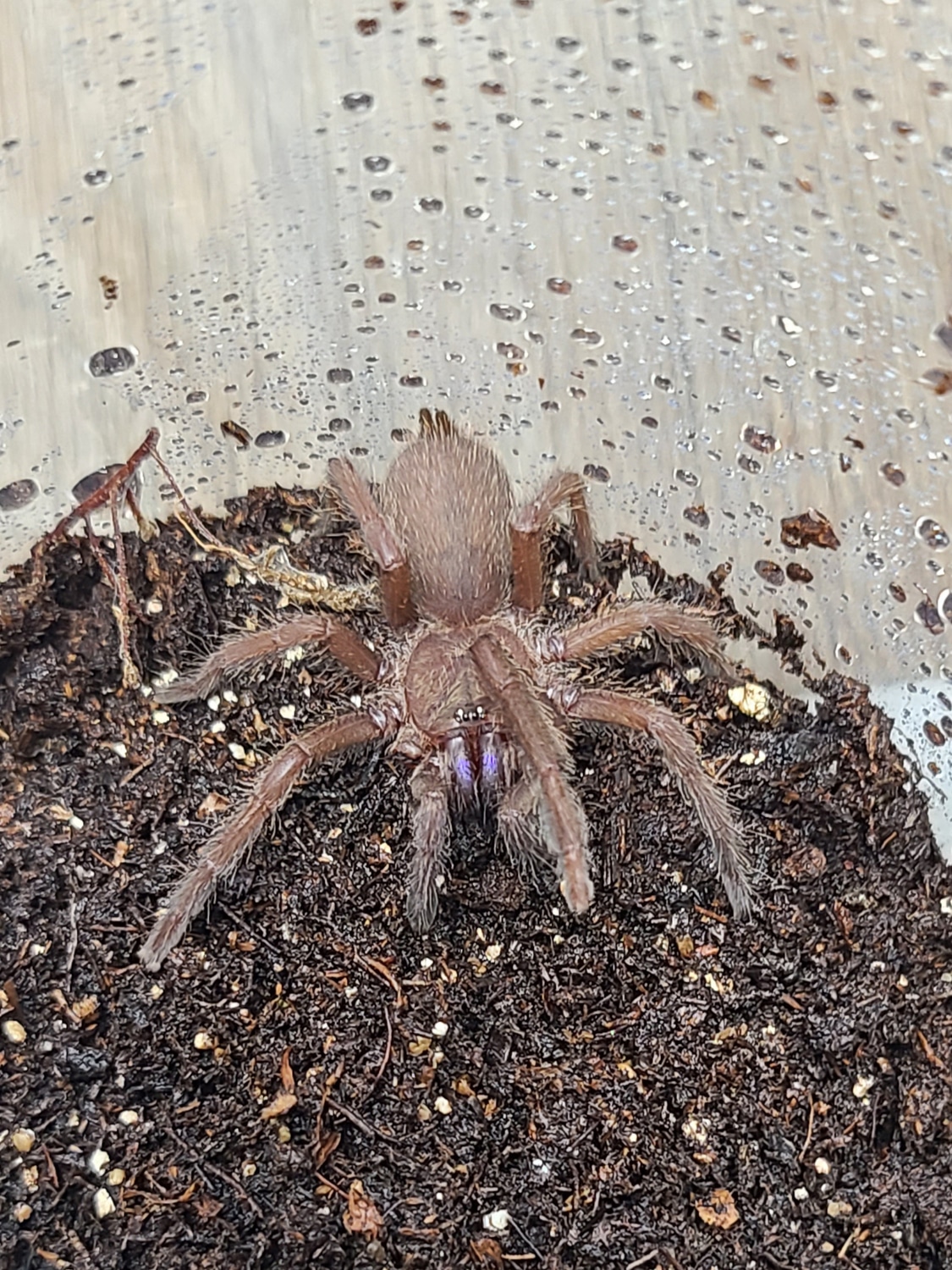 Vietnam Electric Blue Earth Tiger (Chylobrachys SP) Tarantula by Good ...