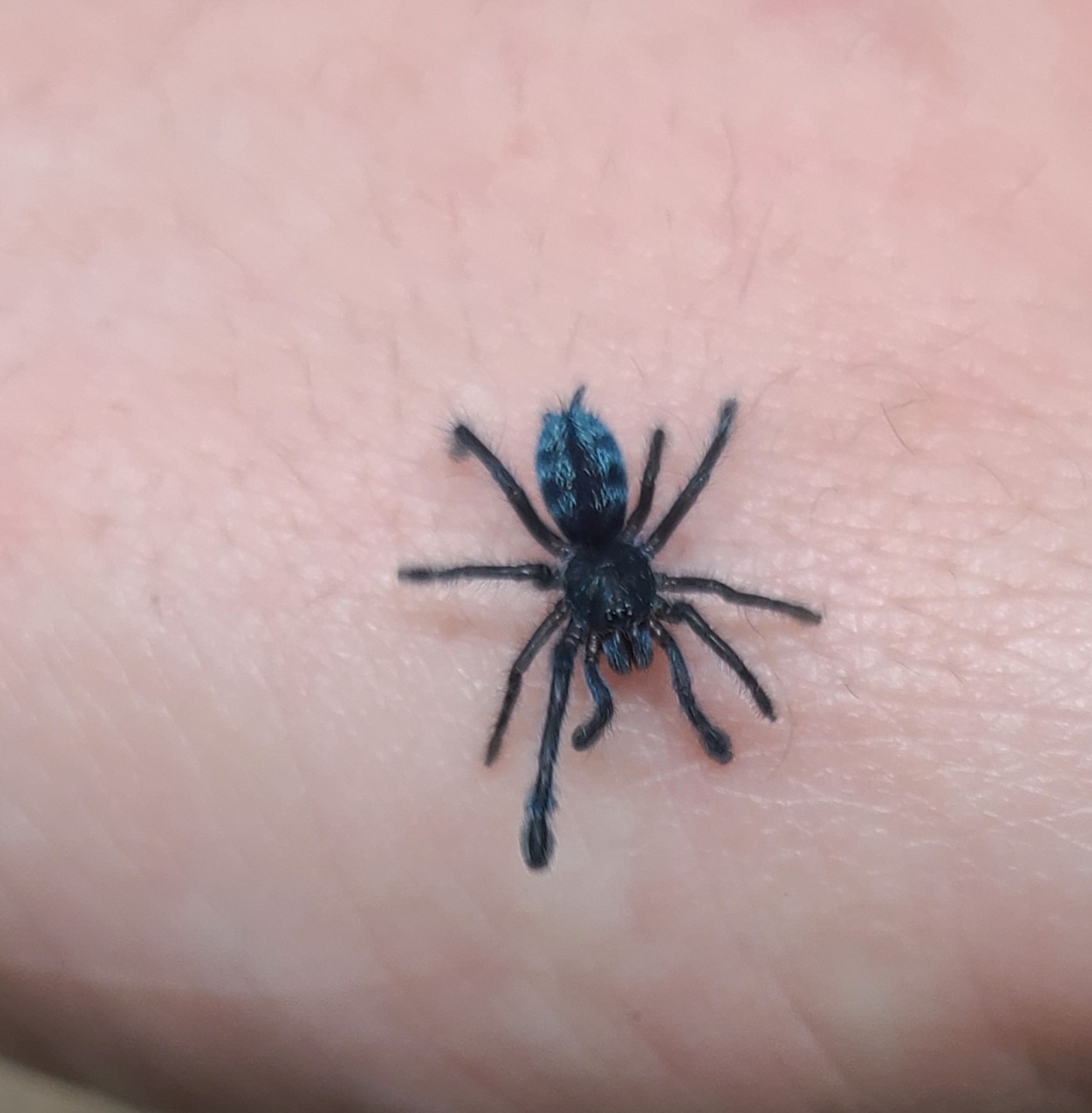 Puerto Rican Pink Toe (Caribena Laeta) Tarantula by Good Guy Reptile ...