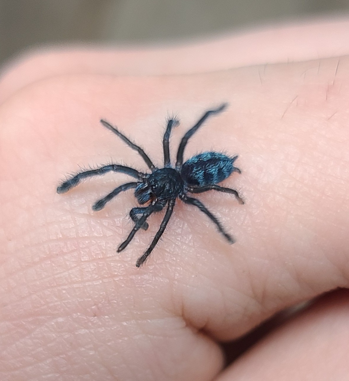 Puerto Rican Pink Toe (Caribena Laeta) Tarantula by Good Guy Reptile ...