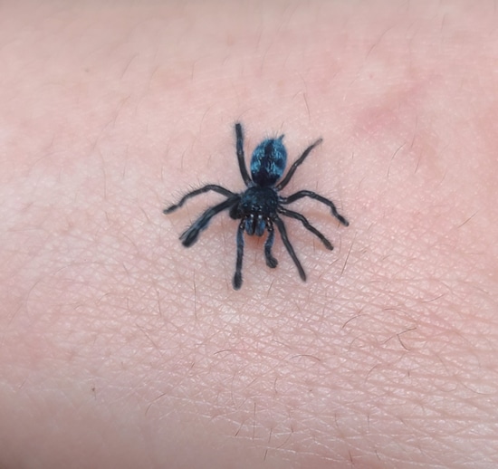 Puerto Rican Pink Toe (Caribena Laeta) Tarantula by Good Guy Reptile Family