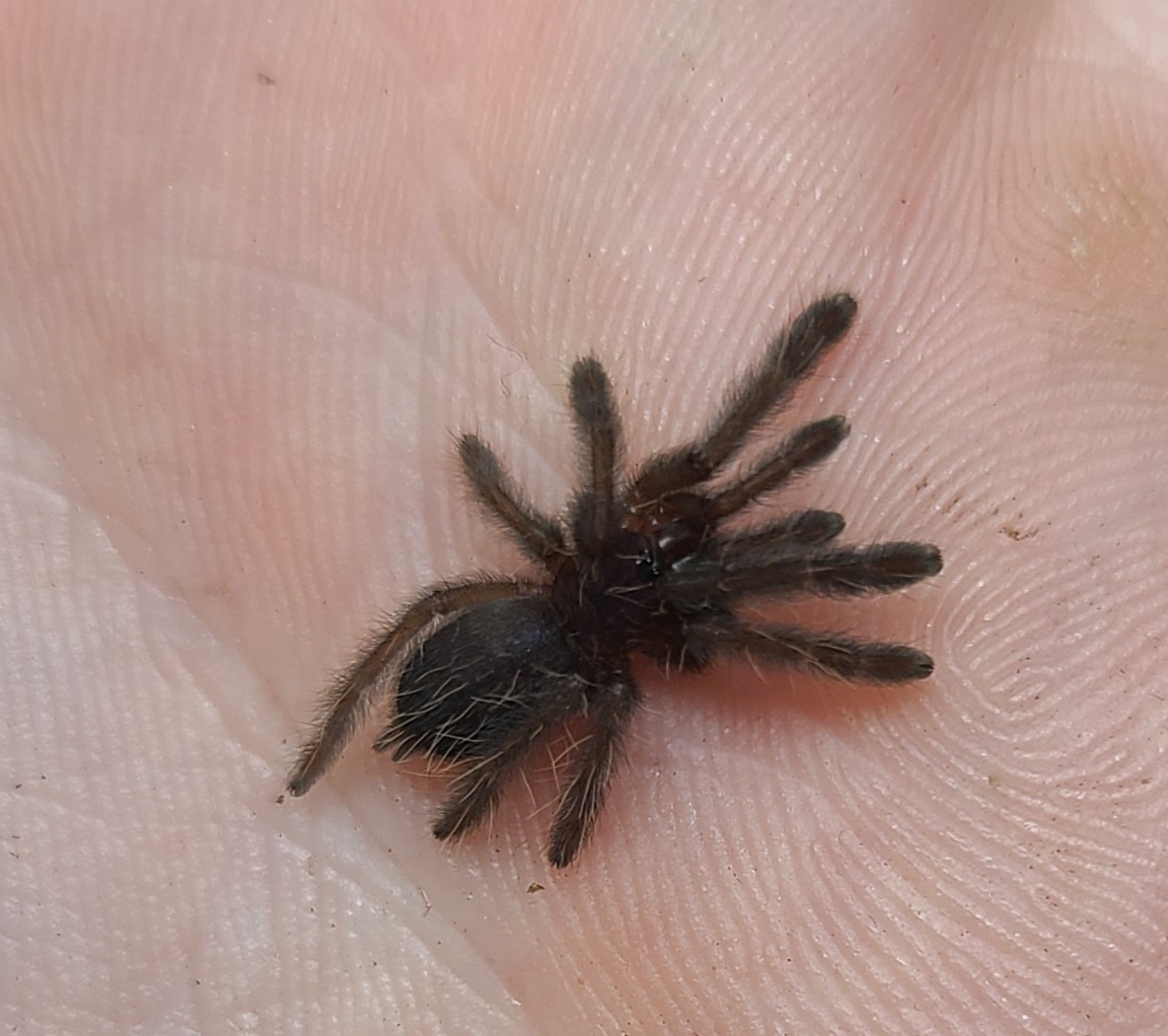 Borneo Black (Phormingochilus Arboricola) Tarantula by Good Guy Reptile ...