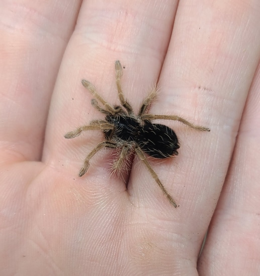 Columbian Giant Red Leg (Megaphobema Robustum) Tarantula by Good Guy ...