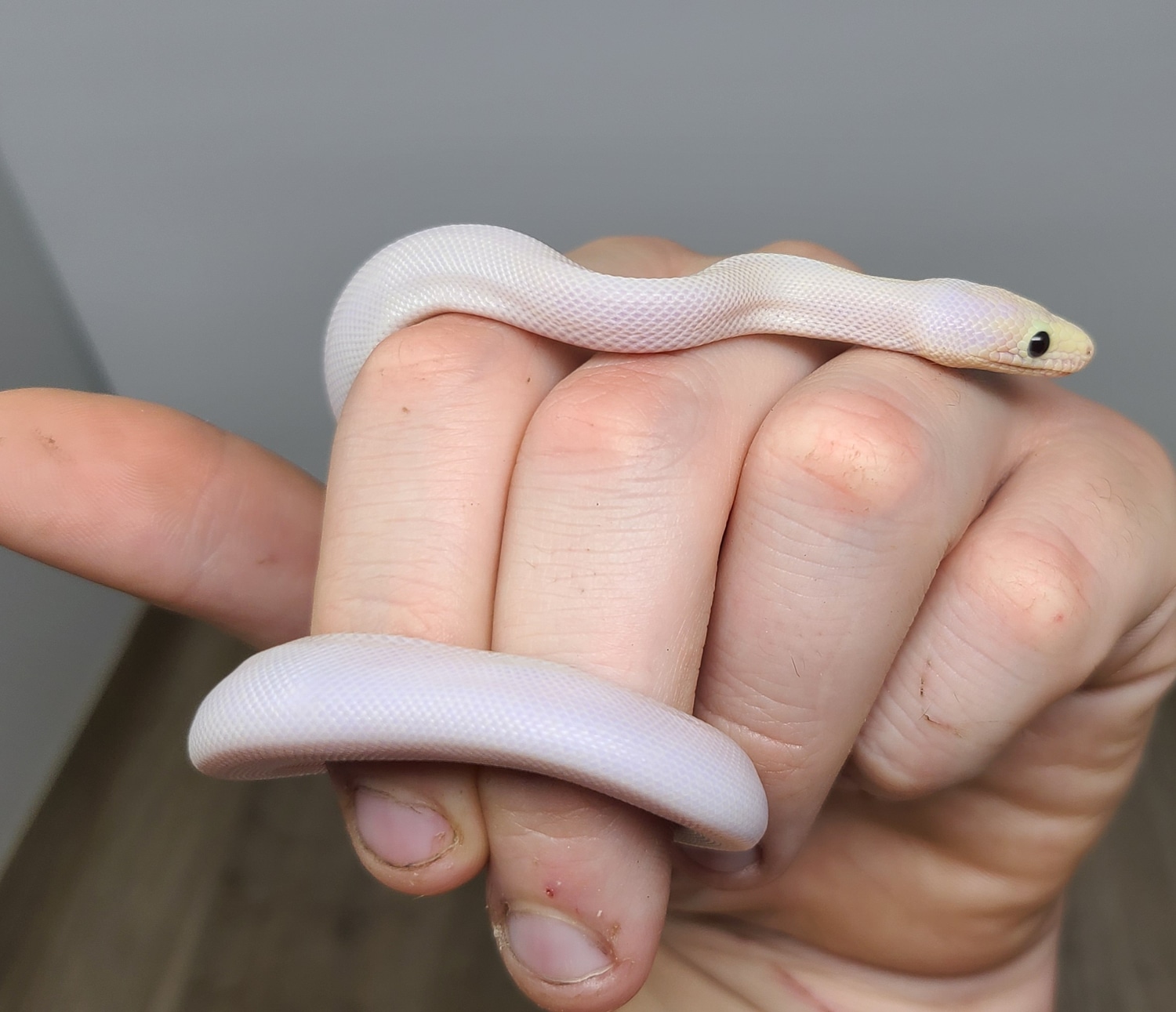 Black Eye Leucistic Columbian Rainbow Boa Colombian Rainbow Boa by Good ...