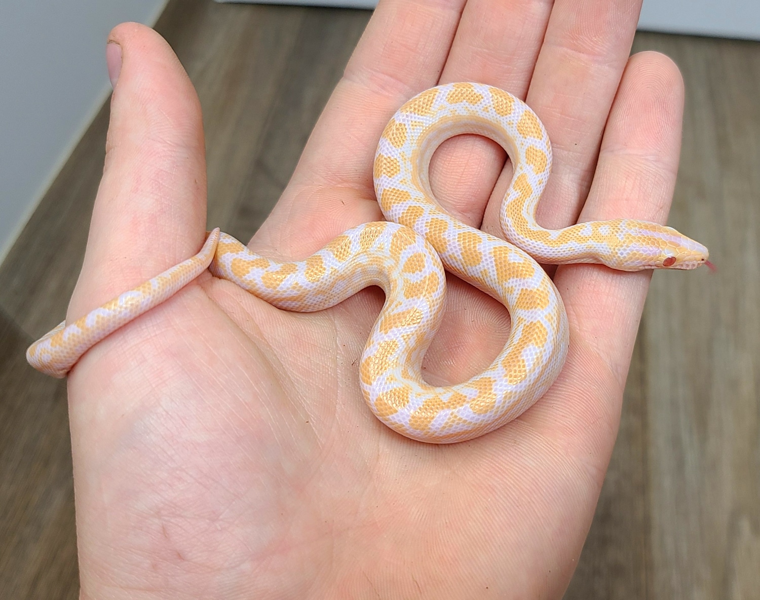 T- Albino Colombian Rainbow Boa by Good Guy Reptile Family - MorphMarket