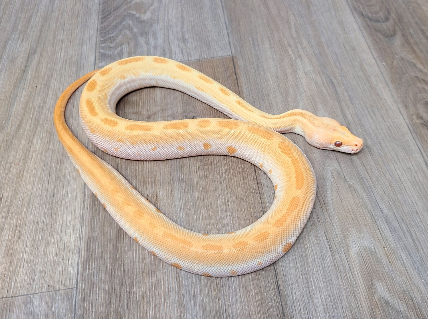 Albino Green Burmese Python by Good Guy Reptile Family - MorphMarket