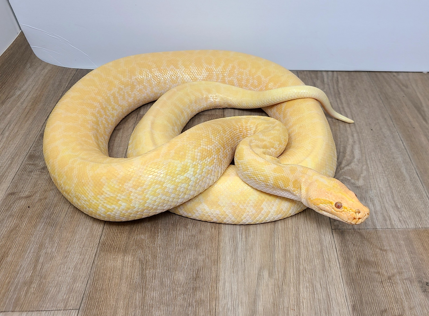Pearl Granite Burmese Python by Good Guy Reptile Family - MorphMarket