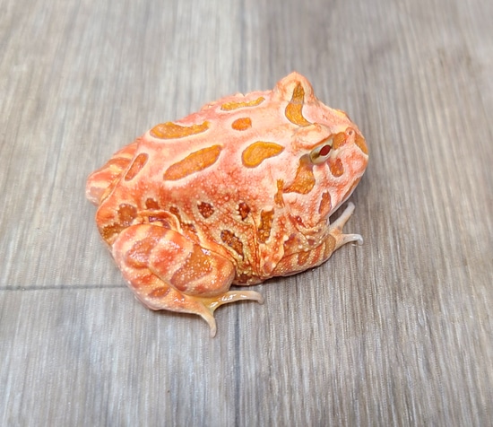 Strawberry Pacman Frogs by Good Guy Reptile Family