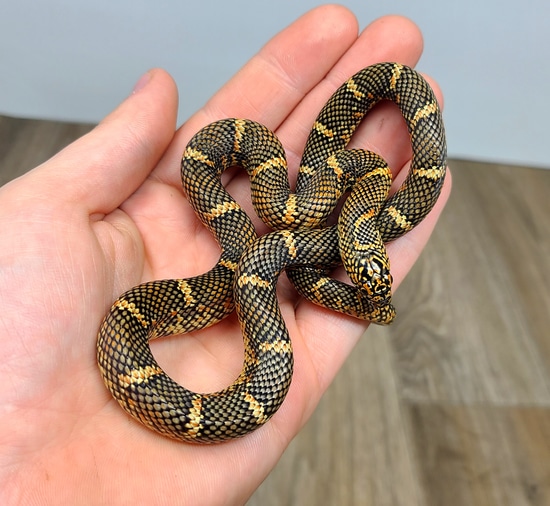 Goini X Brooks Kingsnake Apalachicola Kingsnake by Good Guy Reptile Family