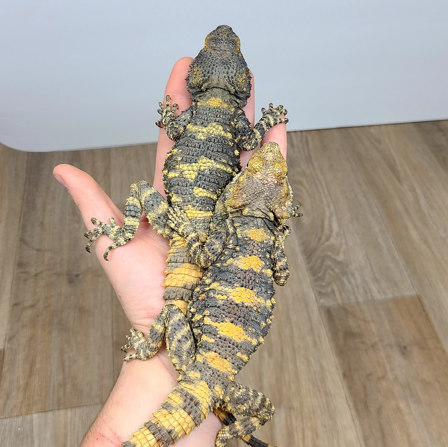 Painted Agama Pair Other Lizard by Good Guy Reptile Family - MorphMarket