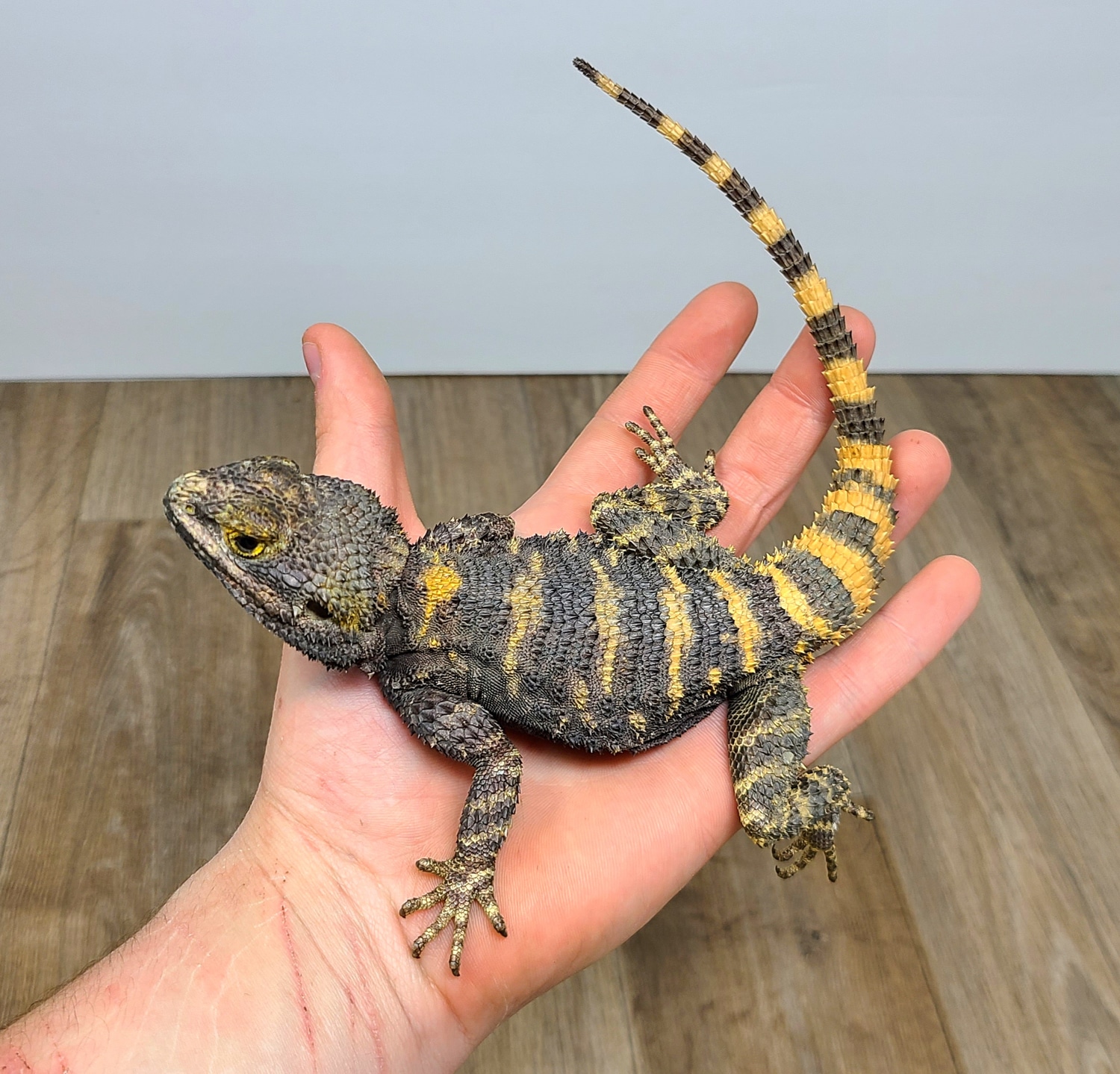Painted Agama More Lizard by Good Guy Reptile Family - MorphMarket