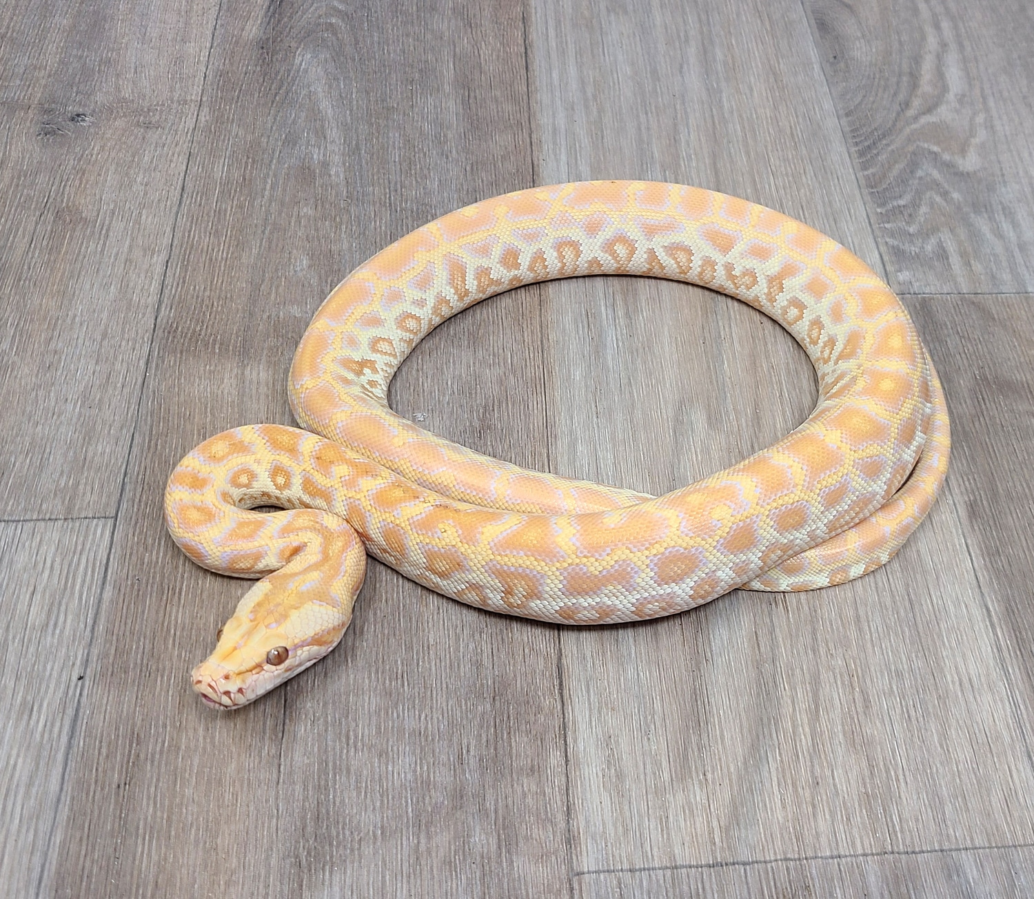 Pearl Burmese Python by Good Guy Reptile Family - MorphMarket