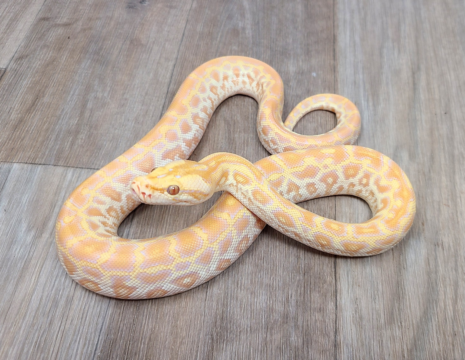 Pearl Burmese Python by Good Guy Reptile Family - MorphMarket