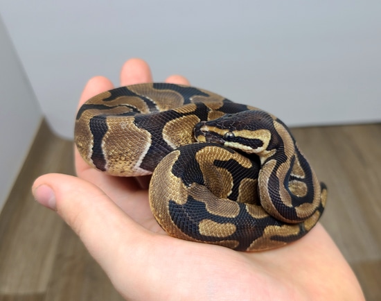 Enchi (From Hurricane Clutch) Ball Python by Good Guy Reptile Family