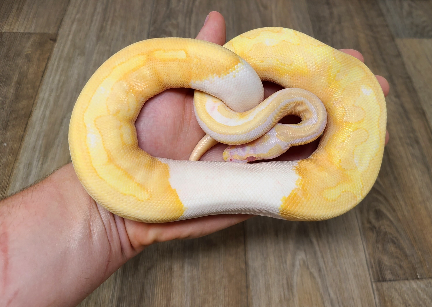 Albino Pied Ball Python by Good Guy Reptile Family - MorphMarket
