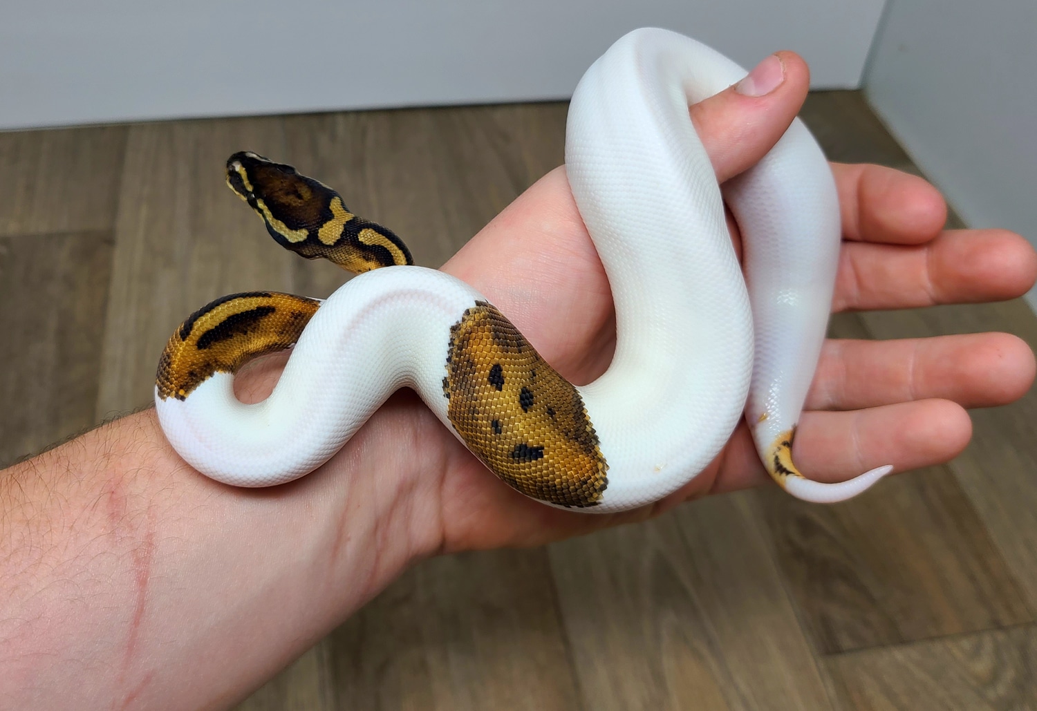 Emoji Pied Ball Python by Good Guy Reptile Family - MorphMarket