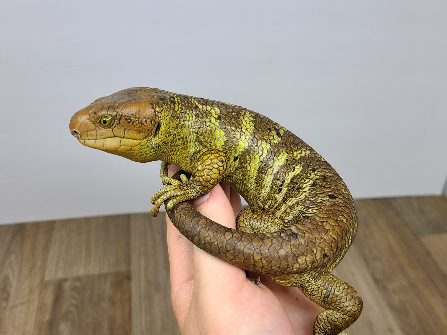 Monkey Tail Skink Monkey-Tailed Skink by Good Guy Reptile Family ...