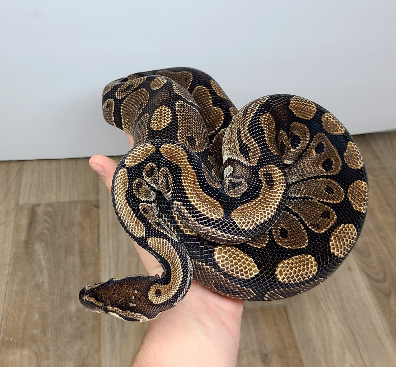 Pos Het Pied Ball Python by Good Guy Reptile Family - MorphMarket