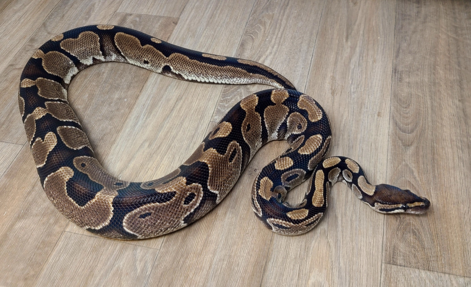 Pos Het Pied Ball Python by Good Guy Reptile Family - MorphMarket