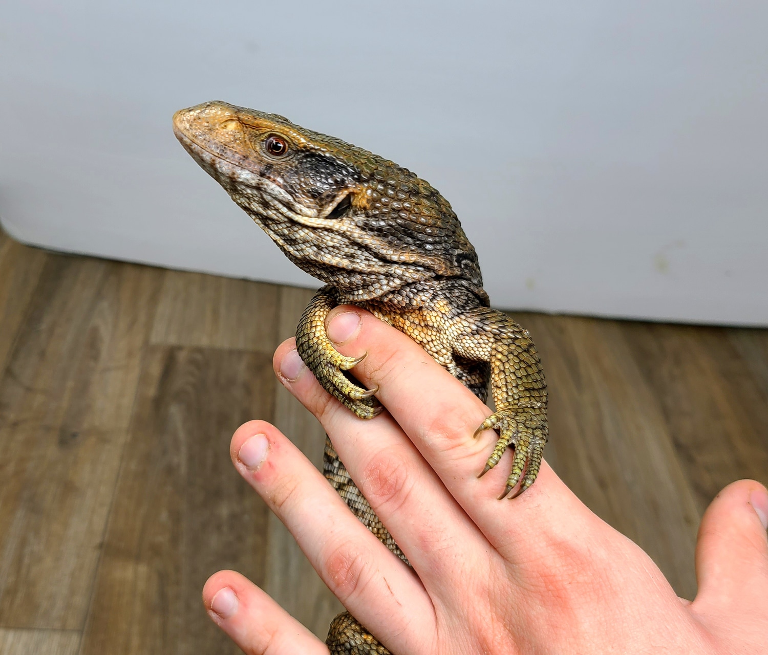 Large Savanah Monitor Savannah Monitor by Good Guy Reptile Family ...