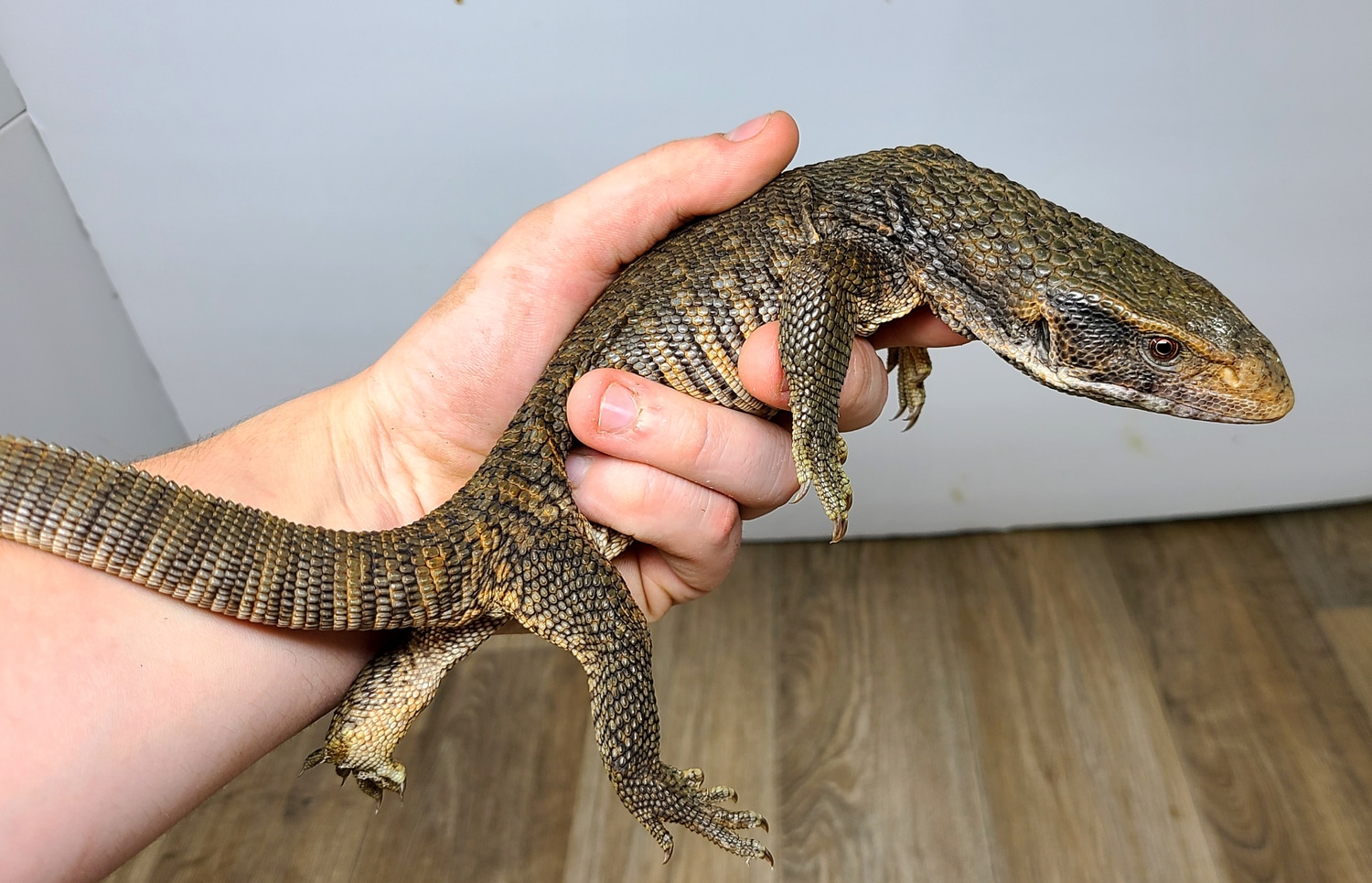 Large Savanah Monitor Savannah Monitor by Good Guy Reptile Family ...
