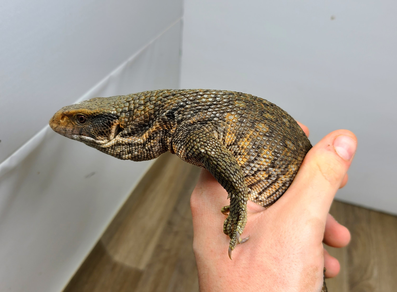 Large Savanah Monitor Savannah Monitor by Good Guy Reptile Family ...
