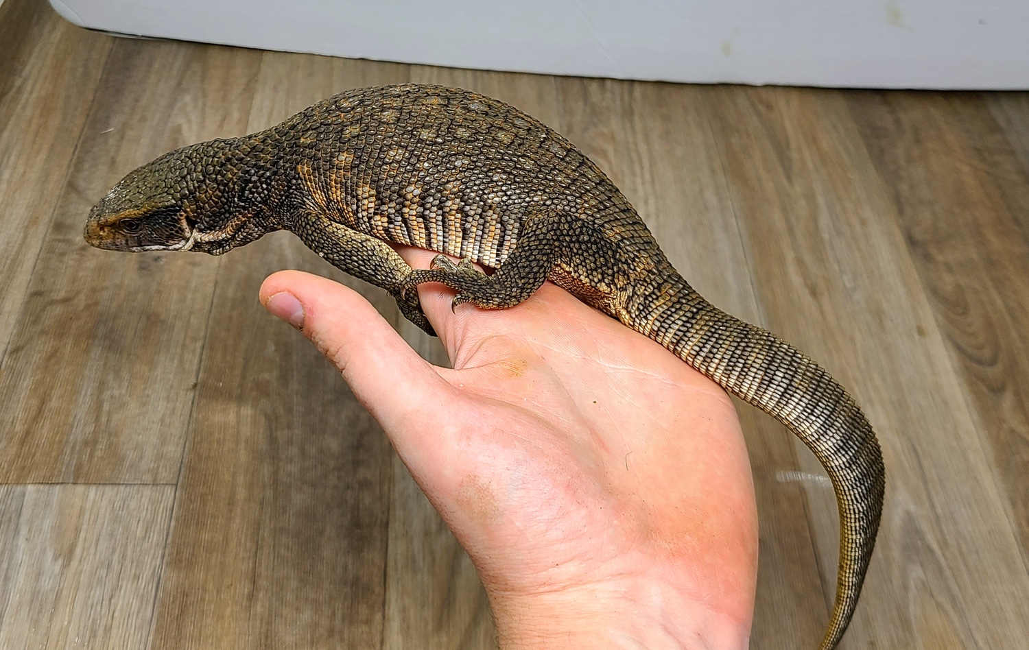 Large Savanah Monitor Savannah Monitor by Good Guy Reptile Family ...