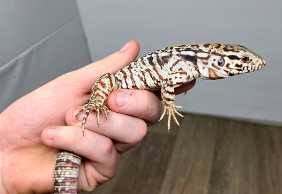 High White Red Tegu Argentine Tegus by Good Guy Reptile Family