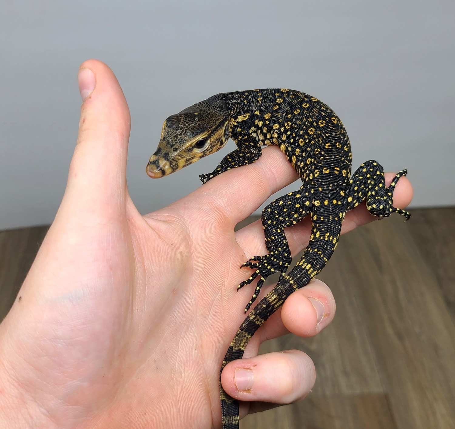 Asian Water Monitor by Good Guy Reptile Family - MorphMarket