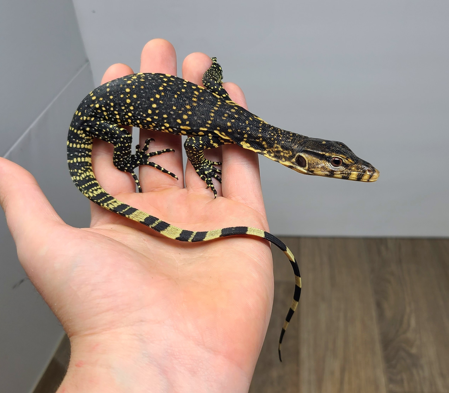 Asian Water Monitor by Good Guy Reptile Family - MorphMarket