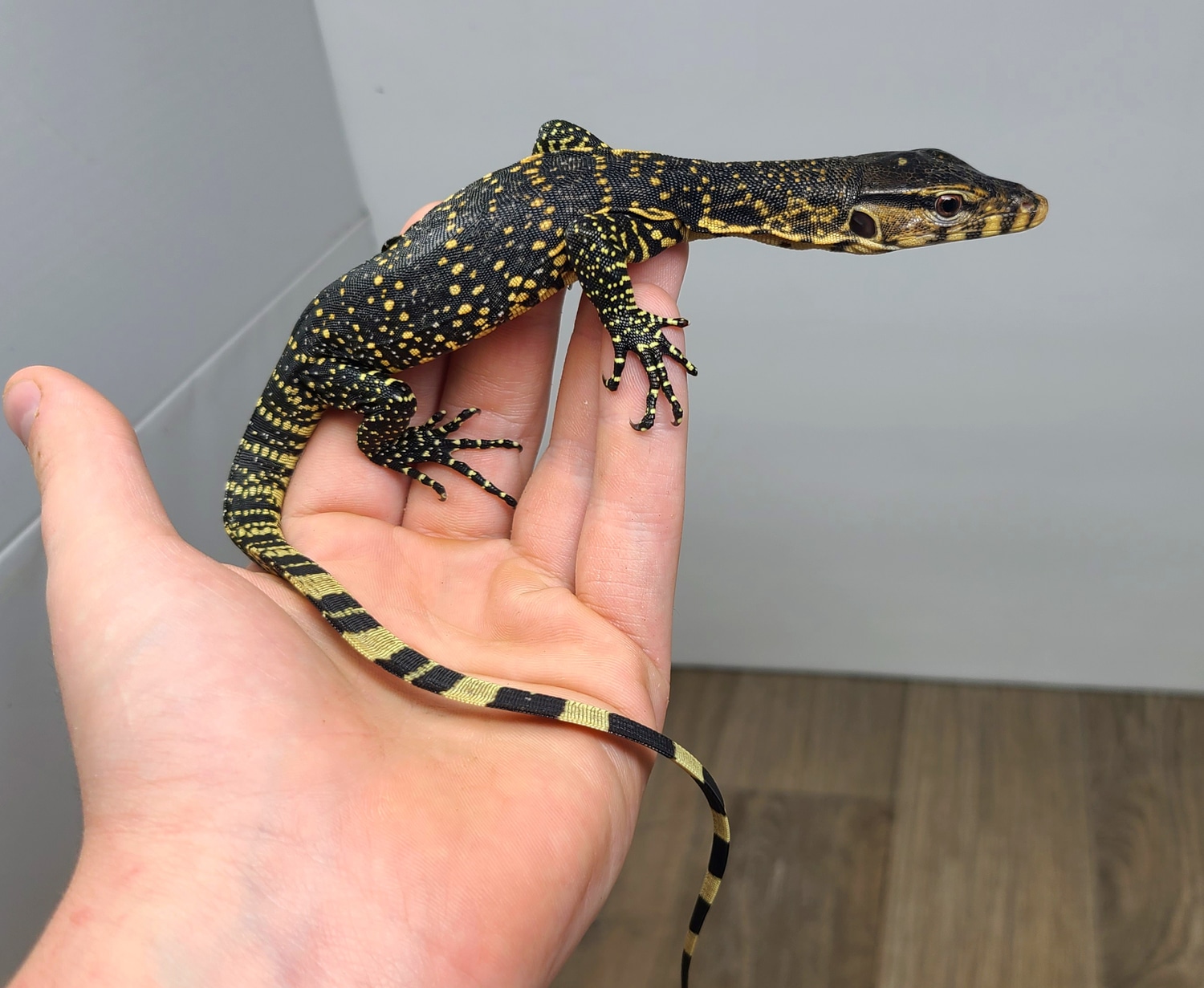 Asian Water Monitor by Good Guy Reptile Family - MorphMarket