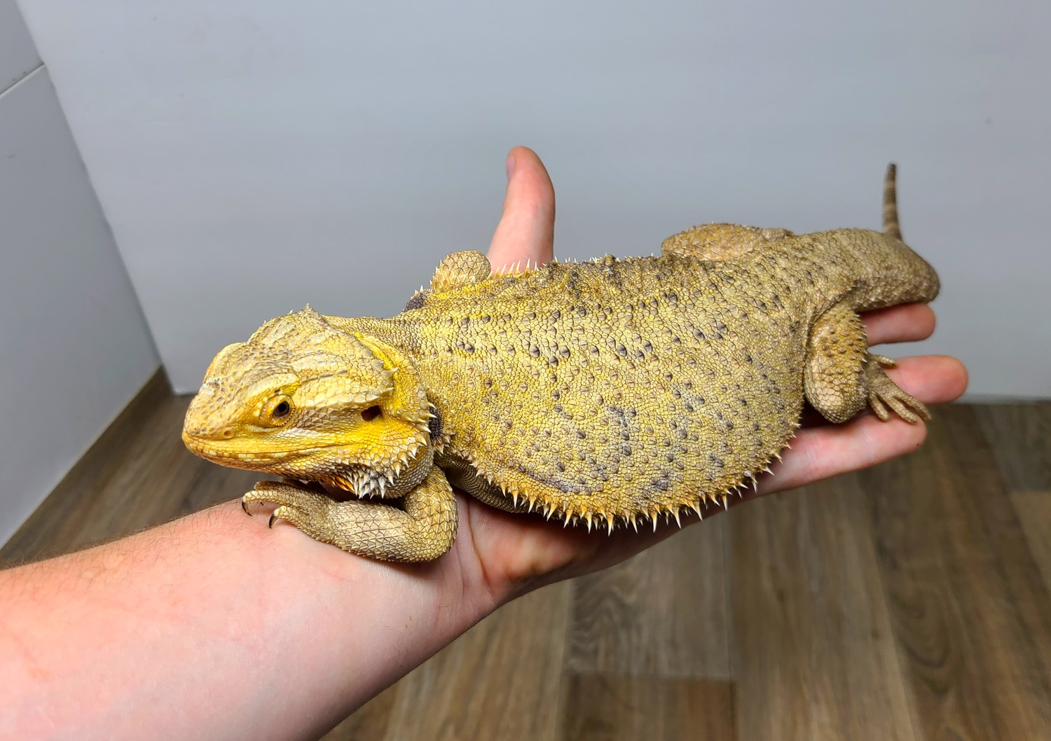 Female Bearded Dragon Central Bearded Dragon by Good Guy Reptile Family ...